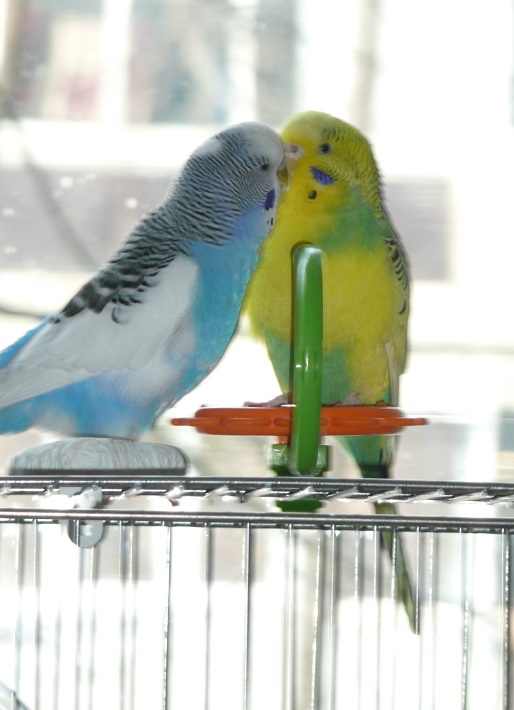 Perușii - Almanah Online